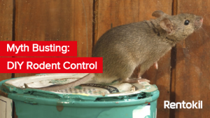 Home Remedies for Eliminating Rodents | Pest Control Blog